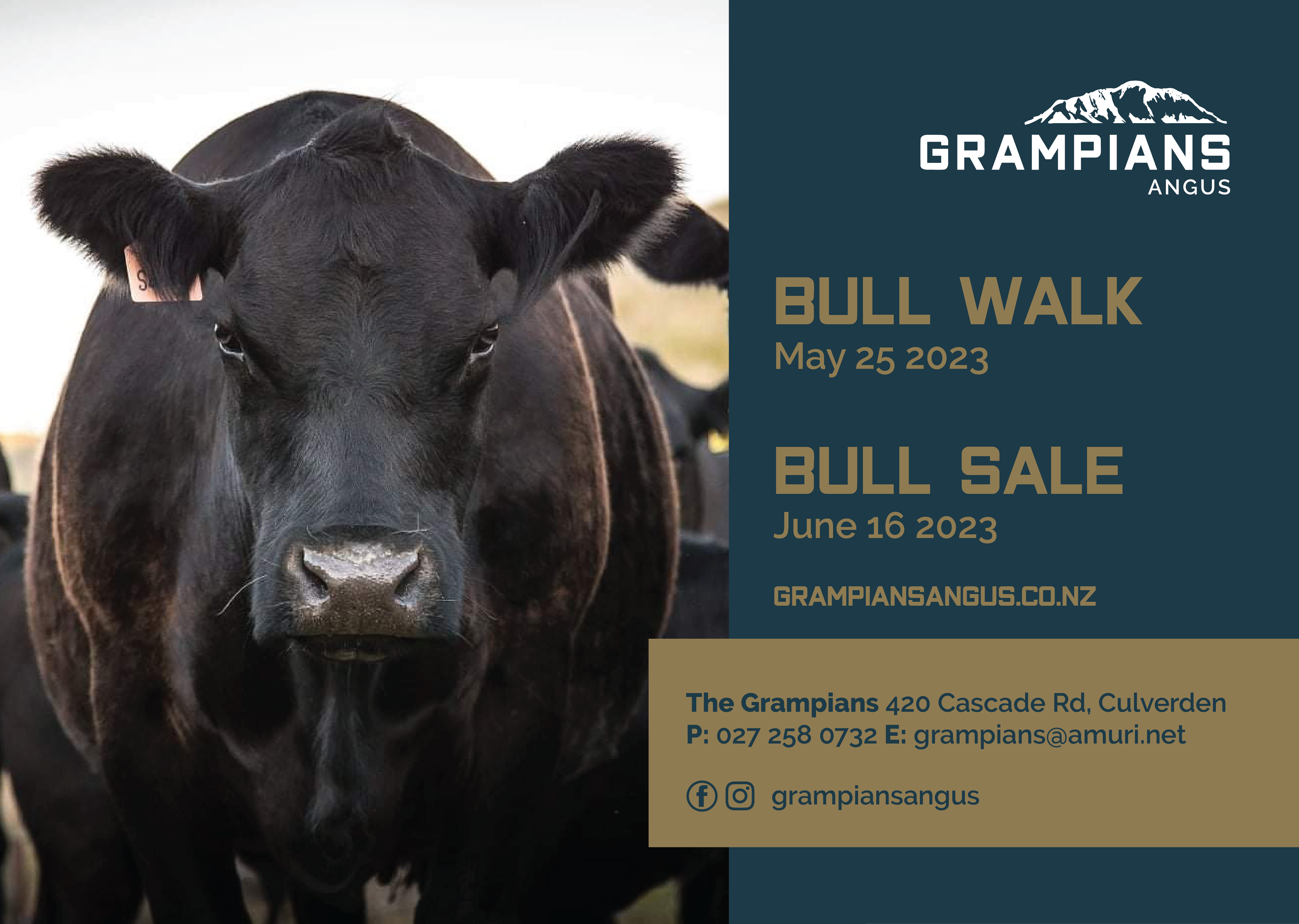 Grampians Angus | Genuine High Country Angus Cattle.