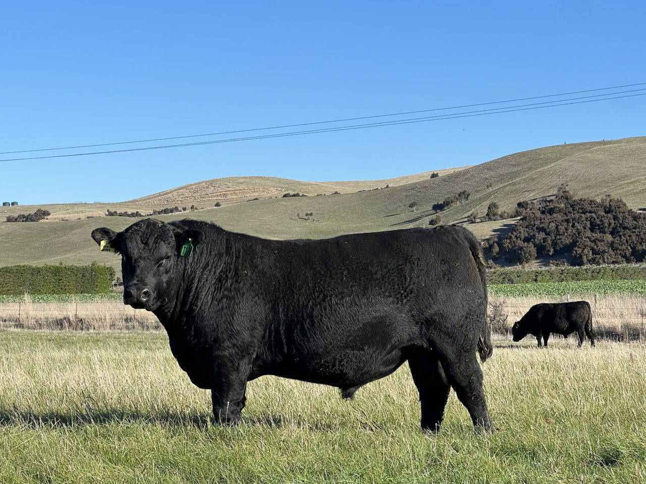Grampians Angus | Genuine High Country Angus Cattle.