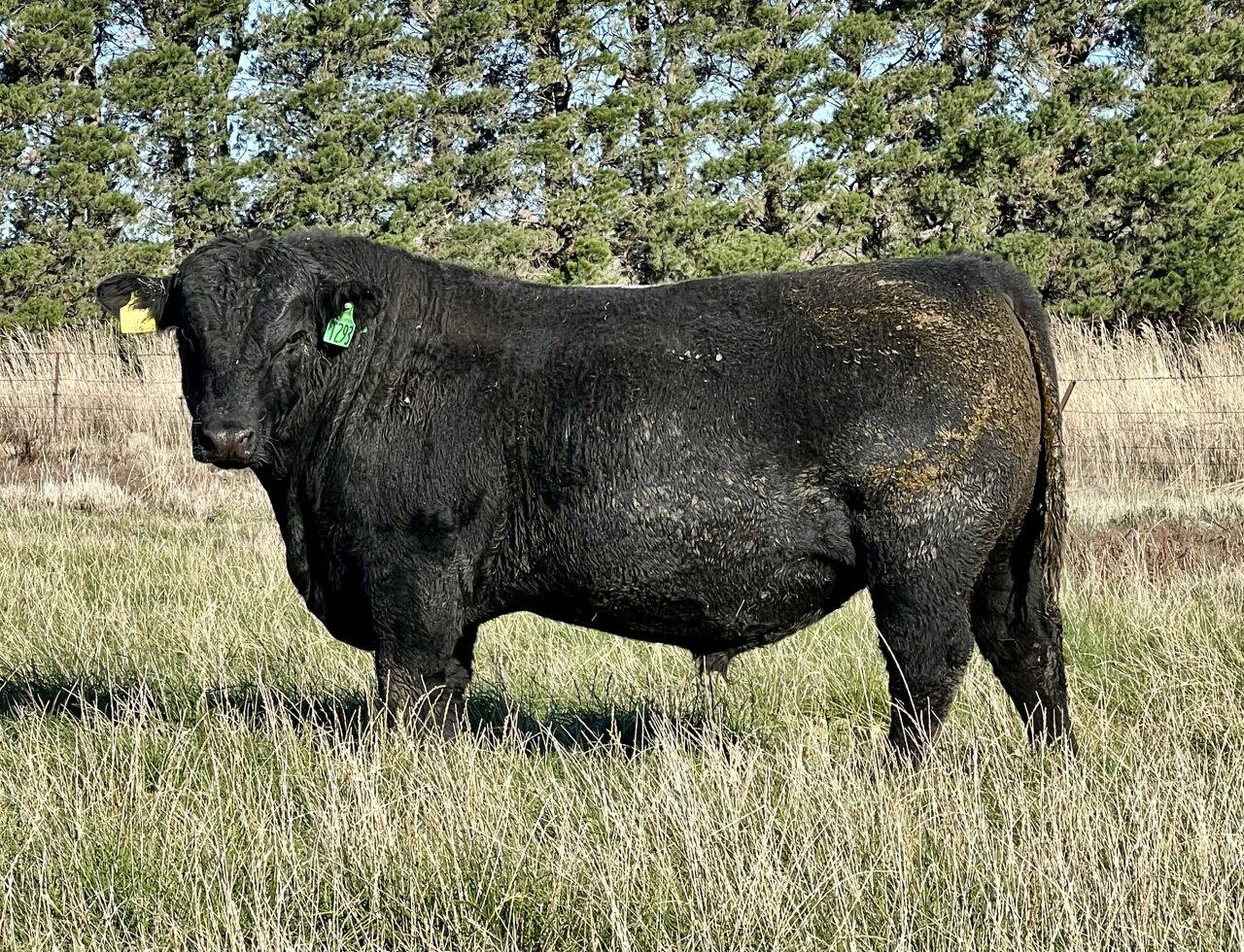 Grampians Angus | Genuine High Country Angus Cattle.